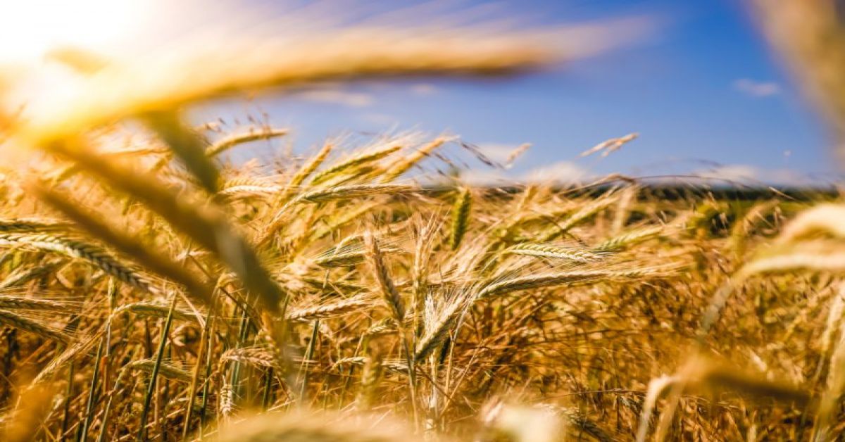 Application Of Artificial Intelligence In The Agricultural Industry application-of-artificial-intelligence-in-the-agricultural-industry
